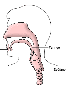 Sistema DG: Sistema Digestório